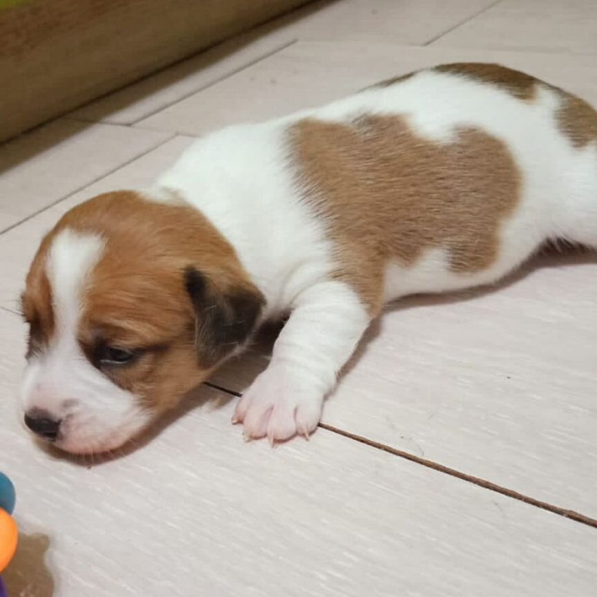 Джек рассел терьер