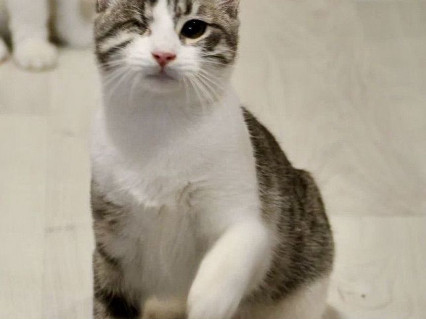Котенок девочка без глазика в дар