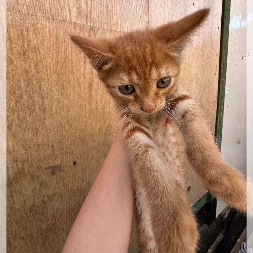 Котёнок в добрые руки