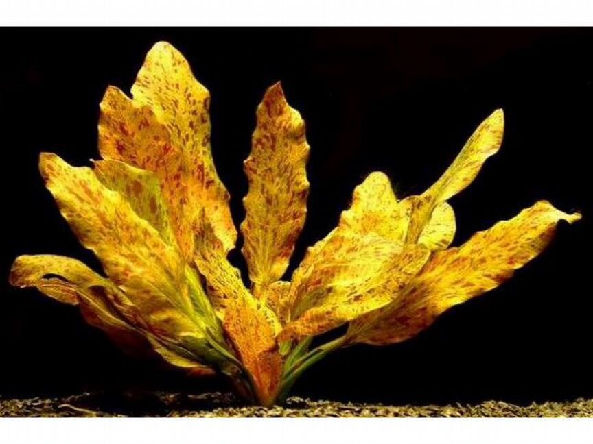 Эхинодорус Оцелот красный (Echinodorus ozelot Red