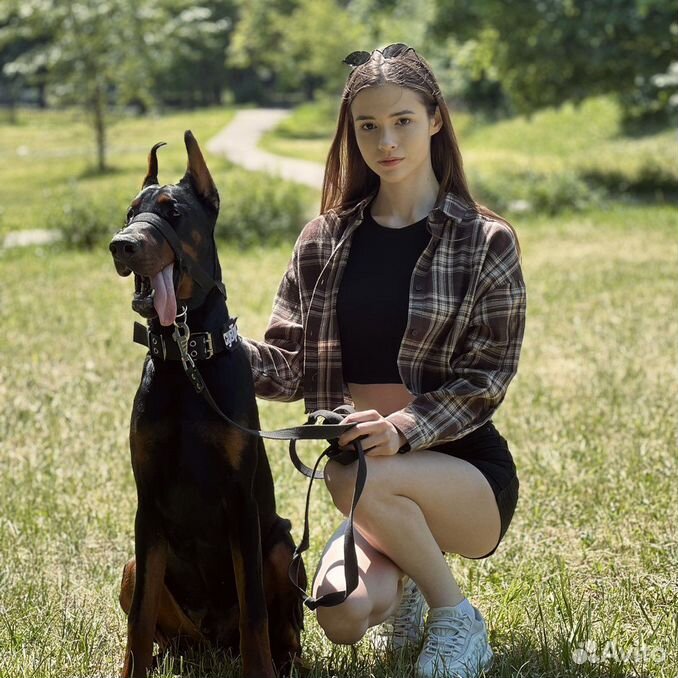 Доберман - знакомство с породой