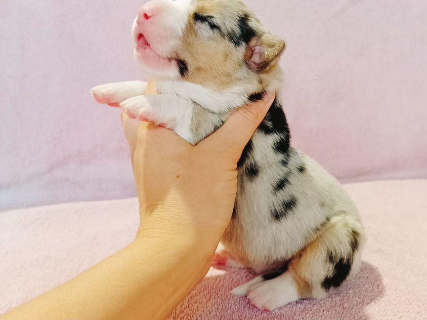 Вельш корги кардиган