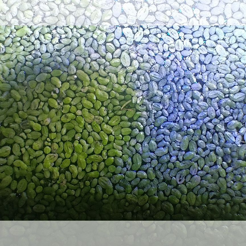Ряска аквариумная