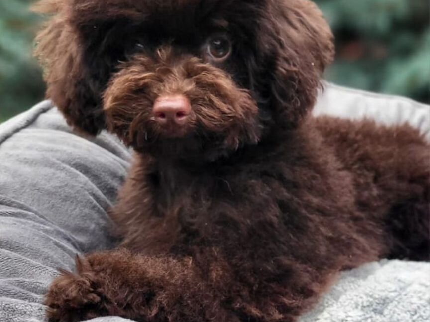 Мальтипу шоколад