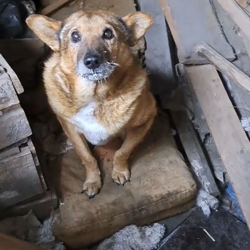 Взрослый пёс в добрые руки