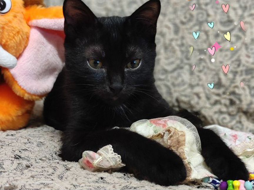 Отдам котёнка в добрые руки