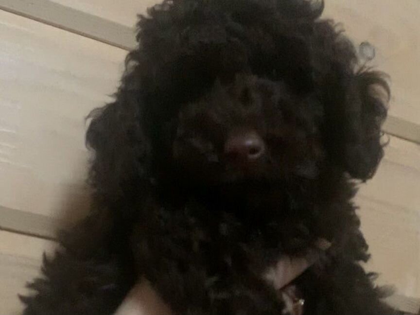 Той-пудель шоколадки