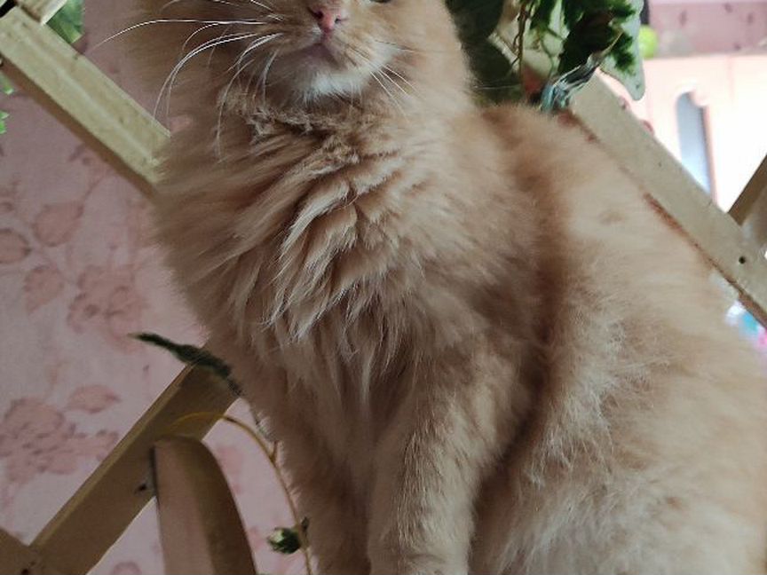 Кошка Фрося