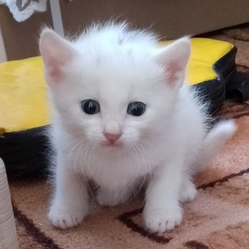Кошечка отдам мама кошки сфинкс