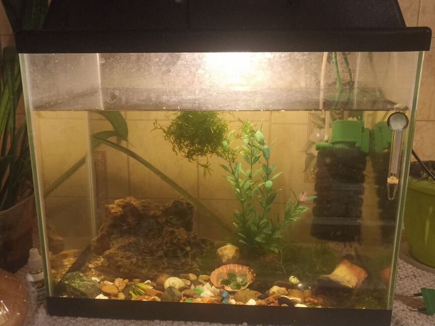 Аквариум с рыбками в сборе