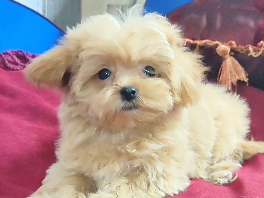 Мини красавица мальтипу