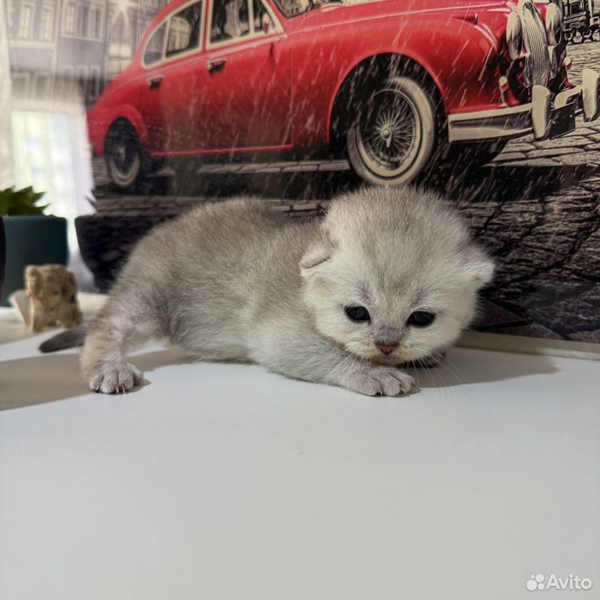 Британские котята