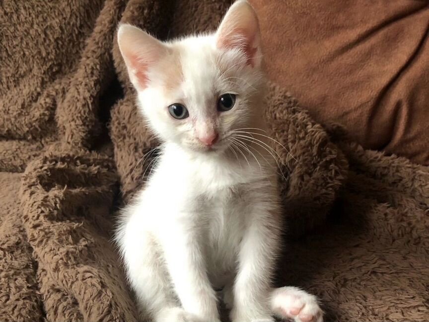 Котенок мальчик 1.5 м