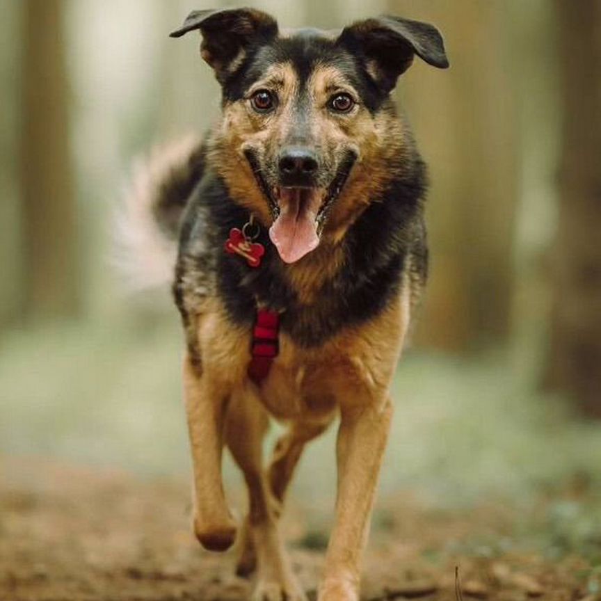 Взрослый пёс в добрые руки