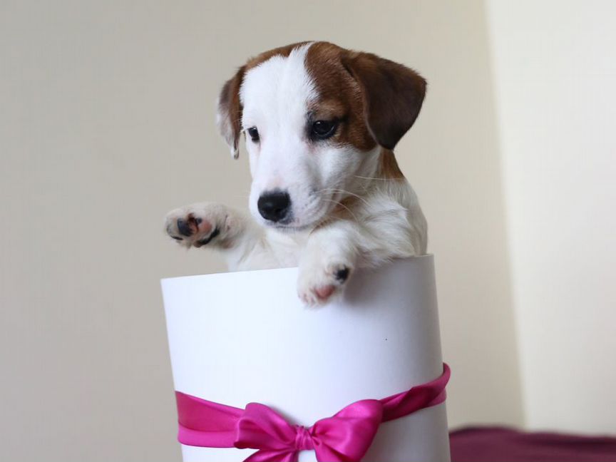 Джек рассел терьер