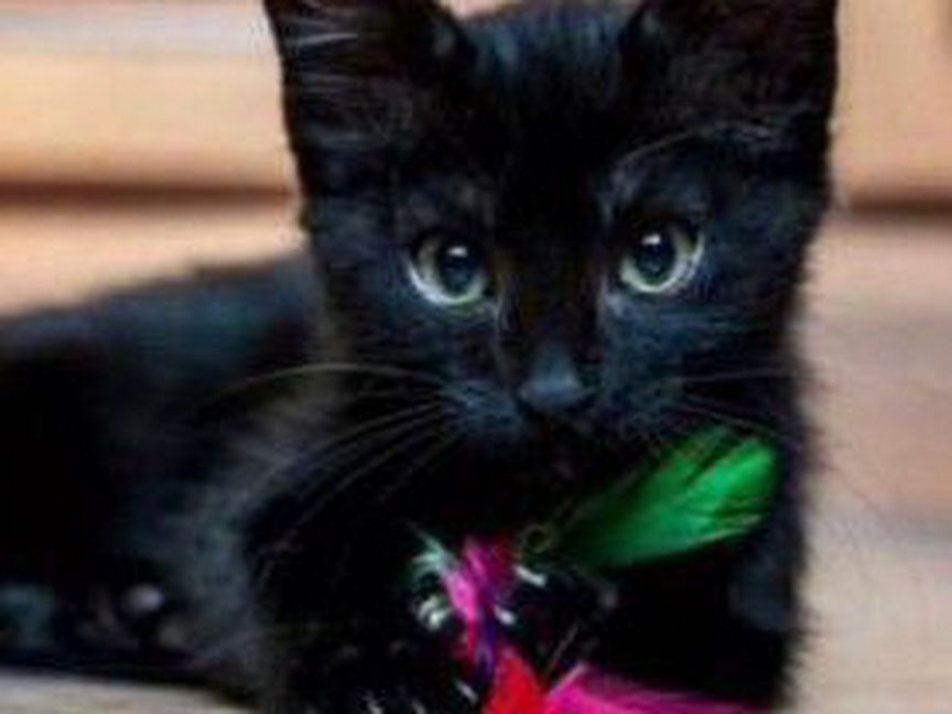 Кошечка булочка