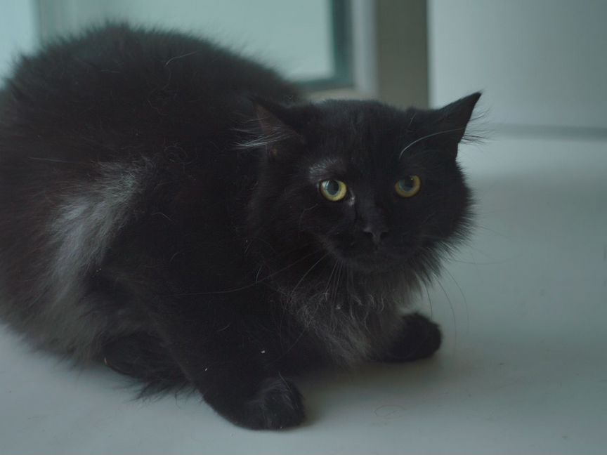 Сказочный кот ищет дом