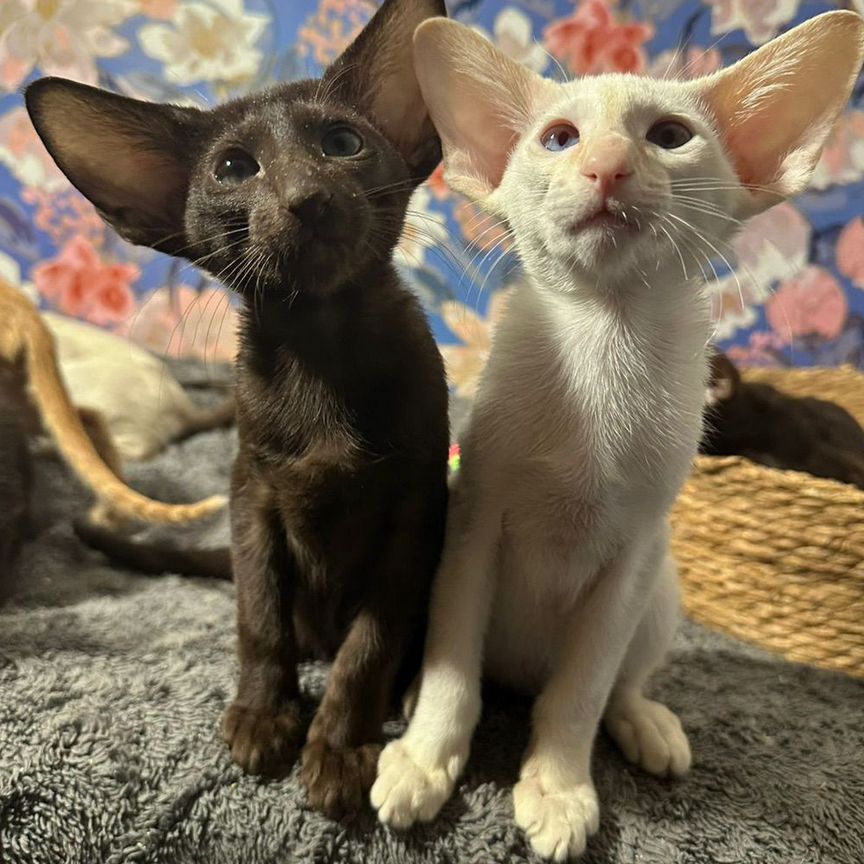 Ориентальный котёнок