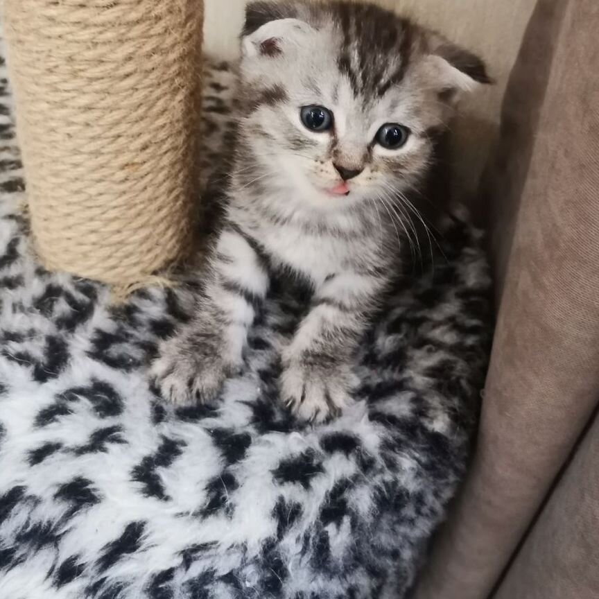 Шотландский котята