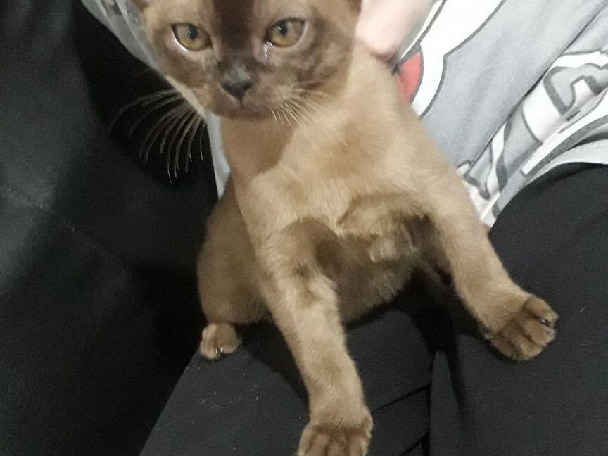 Котята европейской бурмы