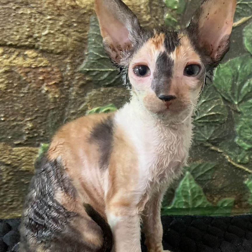 Мальчик и девочка корниши