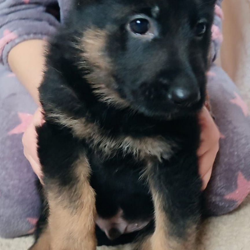 Немецкая овчарка