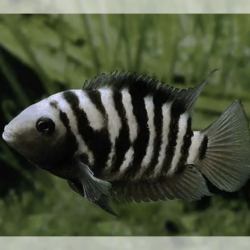 Цихлазома чернополосая