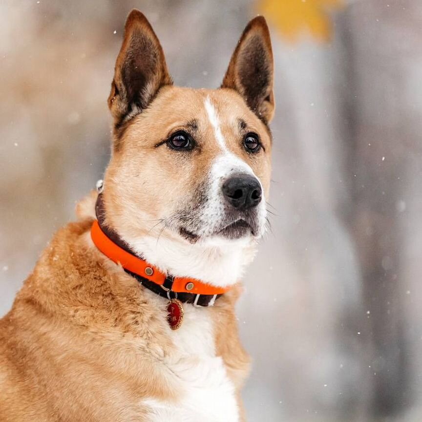 Собака в добрые руки. Рик