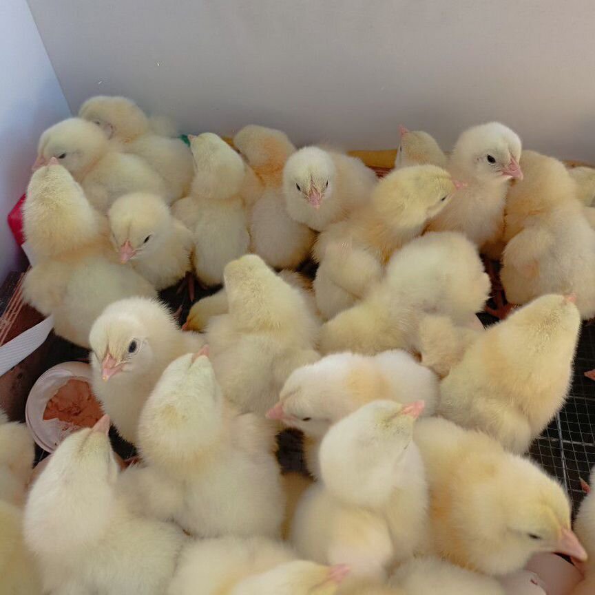 Цыплята бройлеры