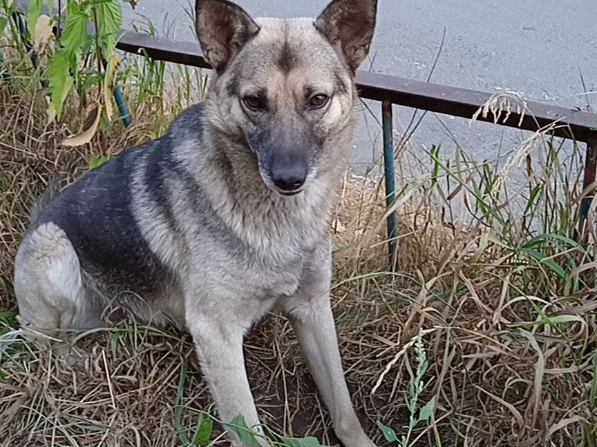 Собака в добрые руки отдам бесплатно