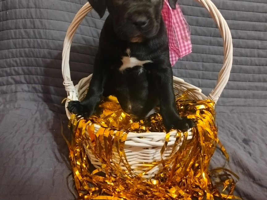 Собаки щенки Кане корсо