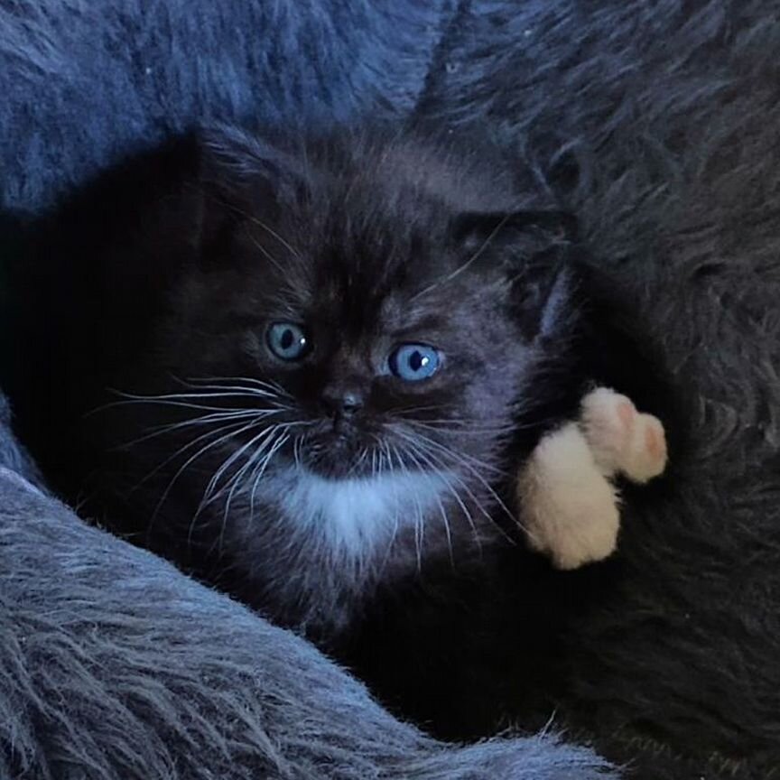 Отдам бесплатно в добрые руки