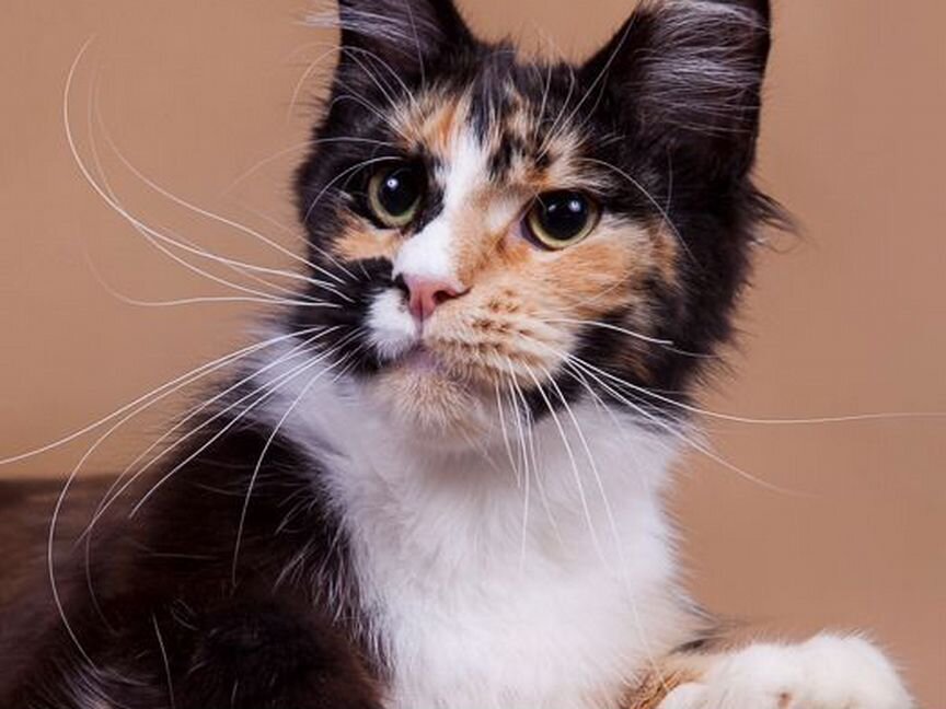 Зоя Мейн-кун