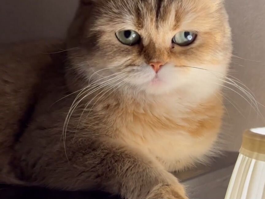 Котята золотая шиншилла