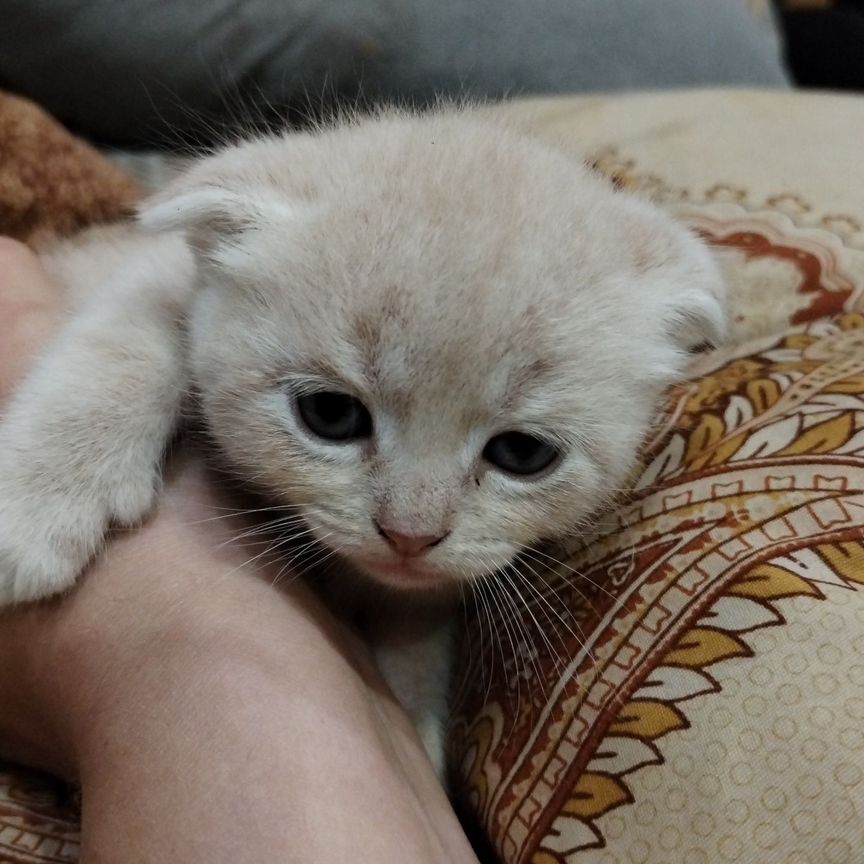 Шотландские вислоушки