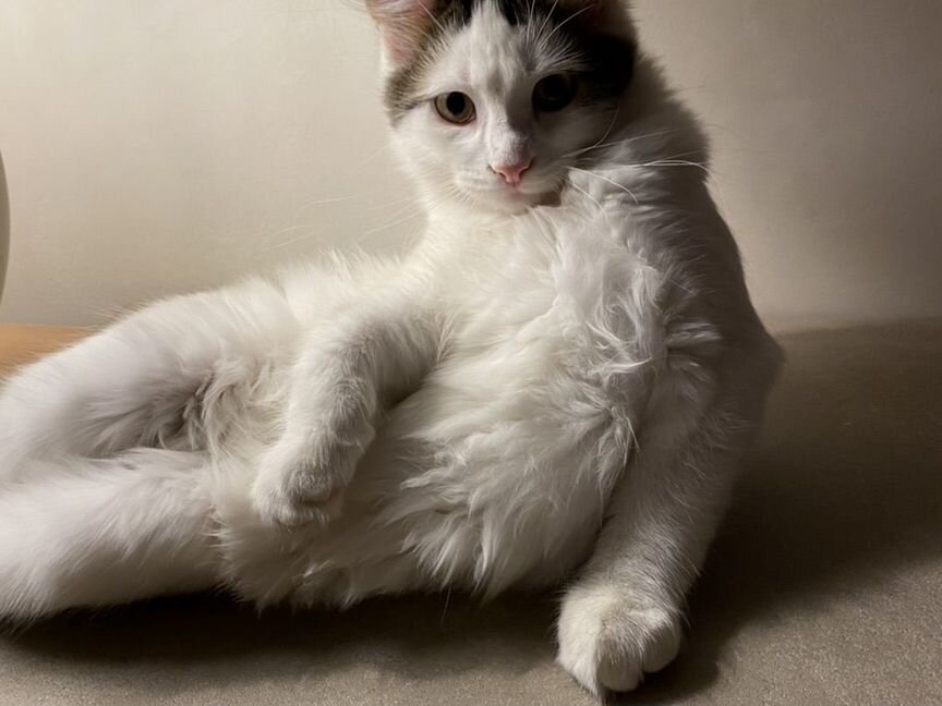 Отдам котенка мальчика