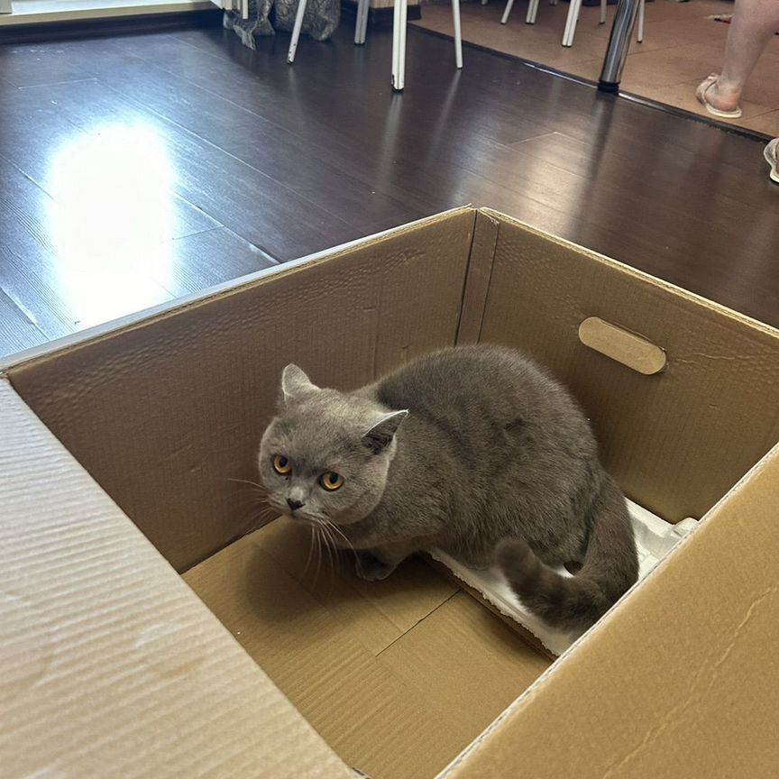 Кошка обычная