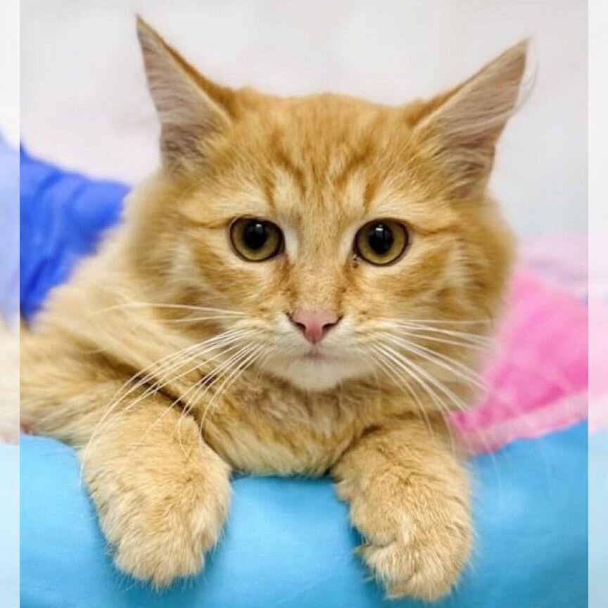 Рыжая малышка ждет мам и пап