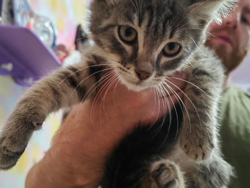 Котенок девояка 2,5 месяца