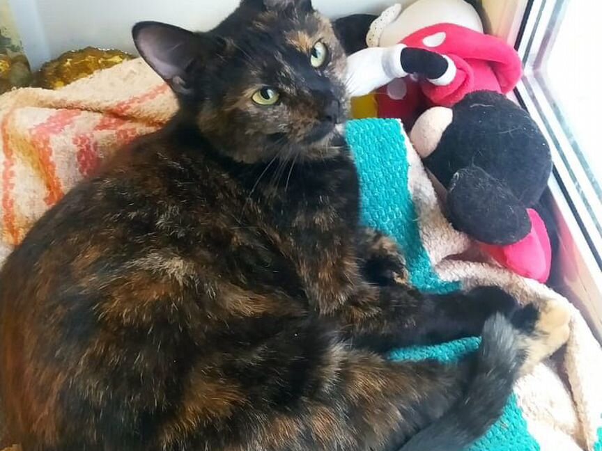 Кошка Мара