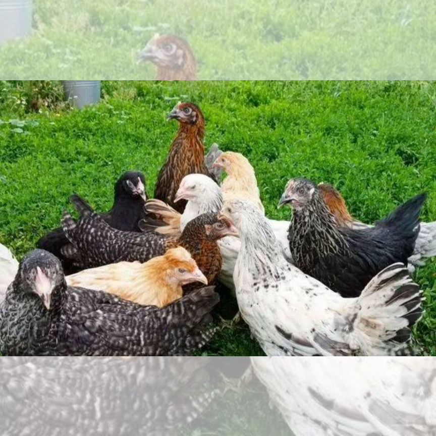 Курочки молодки