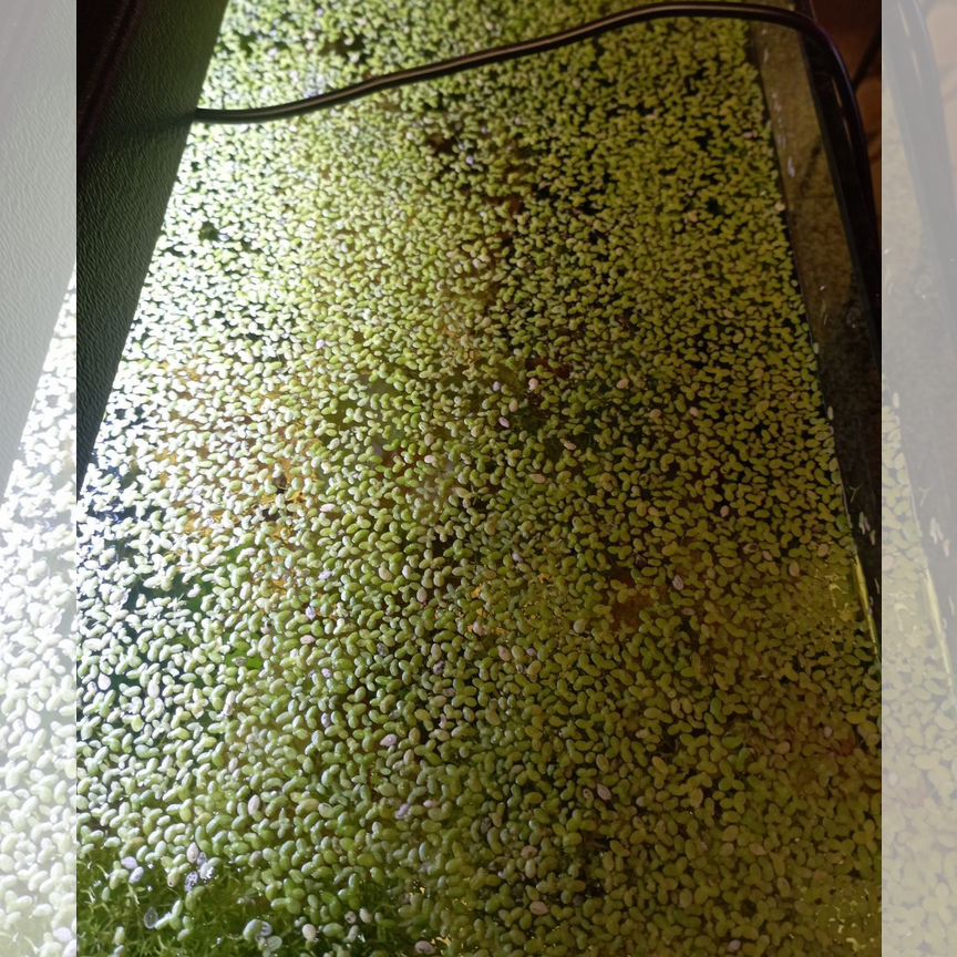 Живые аквариумные растения