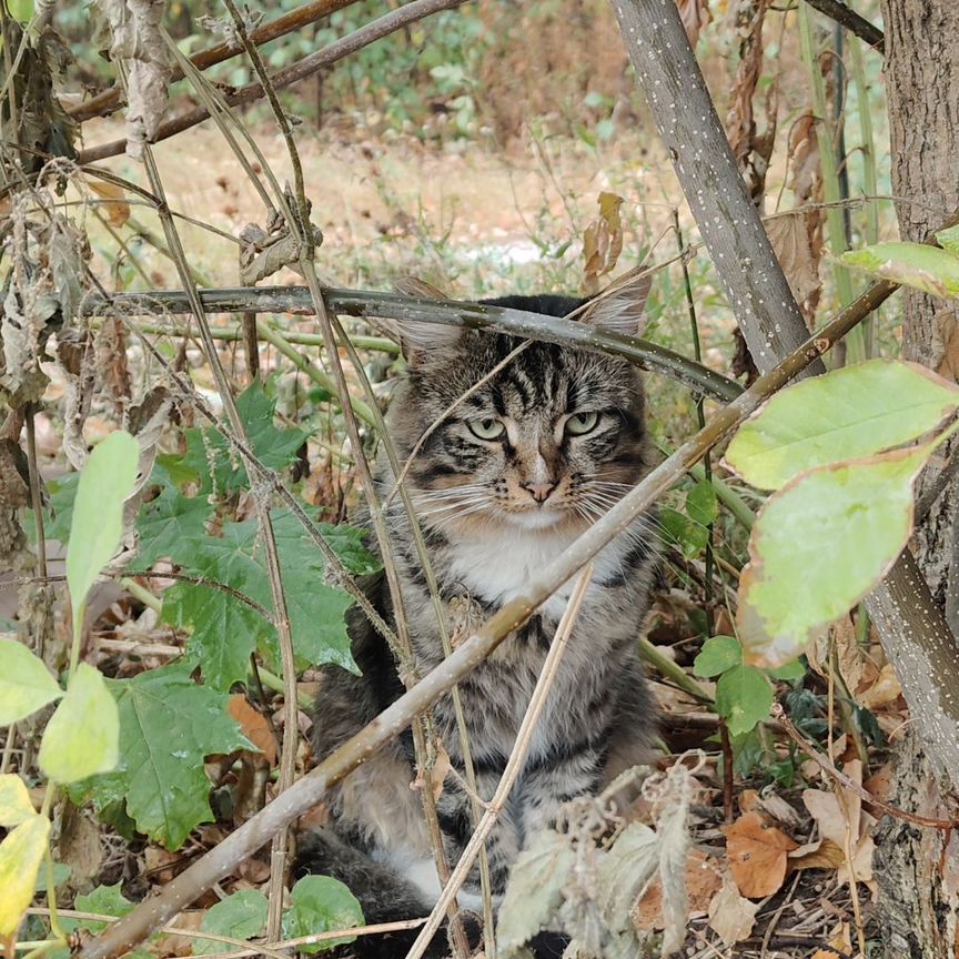Бывшедомашний кот мёрзнет на улице