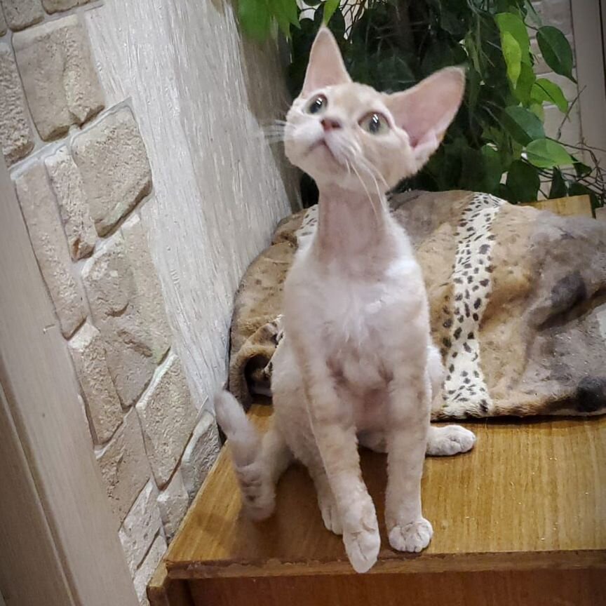 Девон-рекс, кошечка 11м