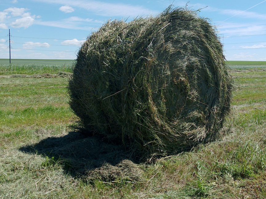 Сено в рулонах