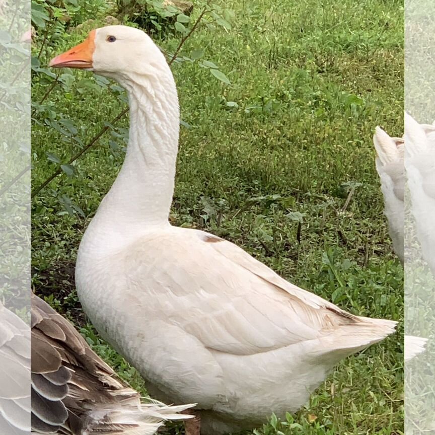 Домашние гуси (пара)
