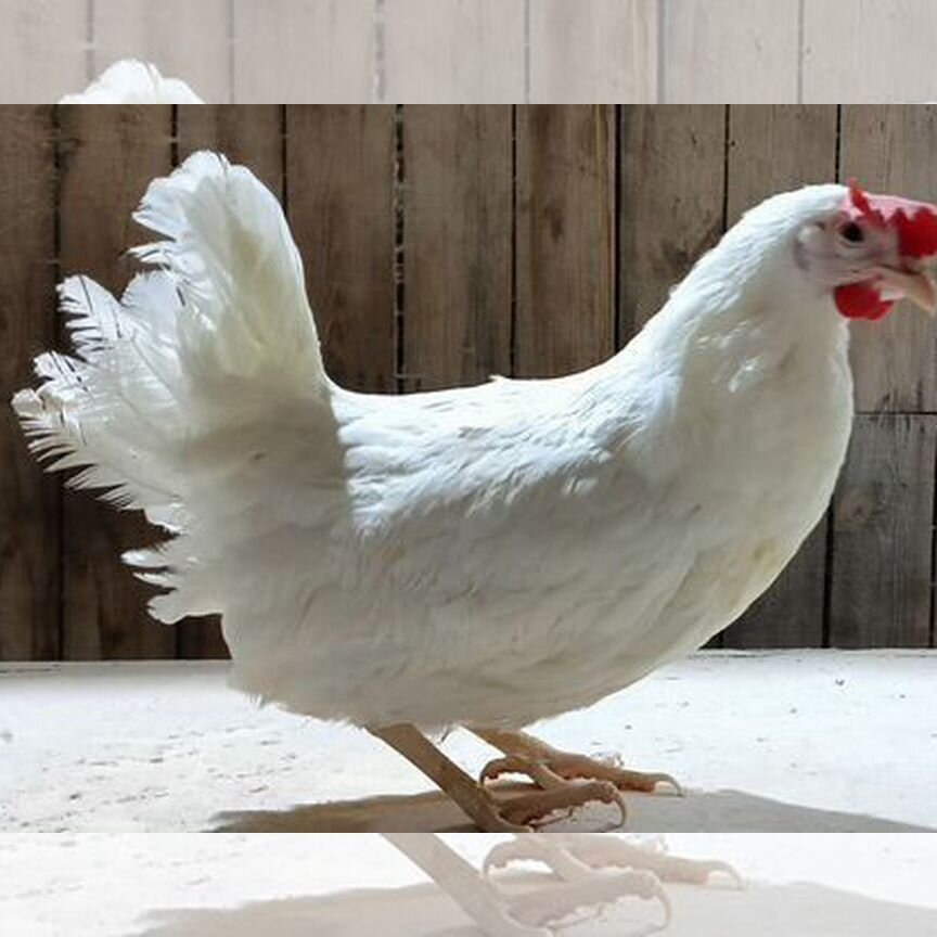 Куры несушки продам