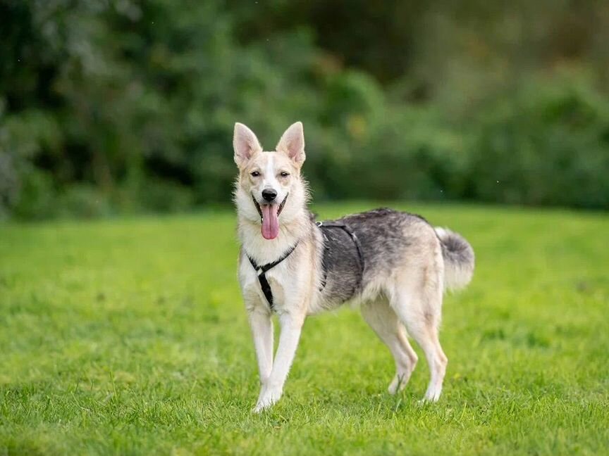 Щенок мальчик Скай 7 мес ищет семью
