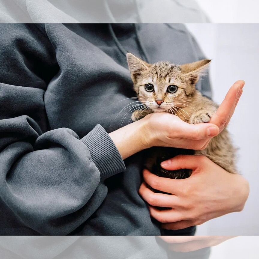 Нежный Пион котенок из приюта бесплатно