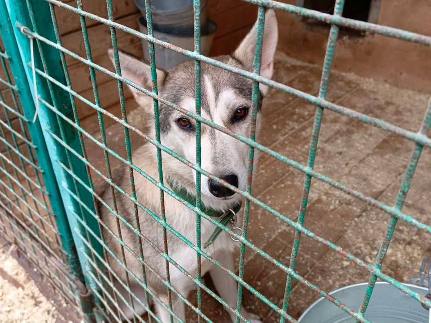 Молоденькая небольшая девочка из приюта